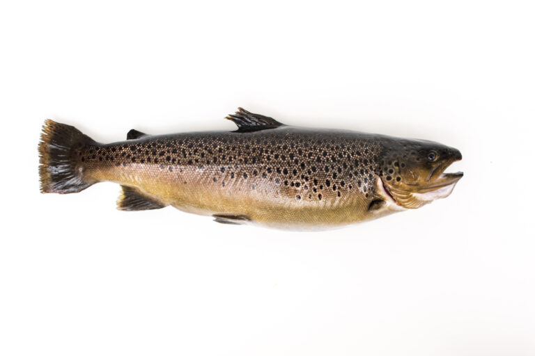 Trota lacustre – Trota Oro