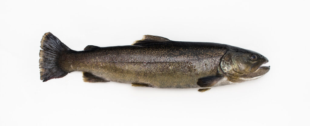 Trota marmorata – Trota Oro